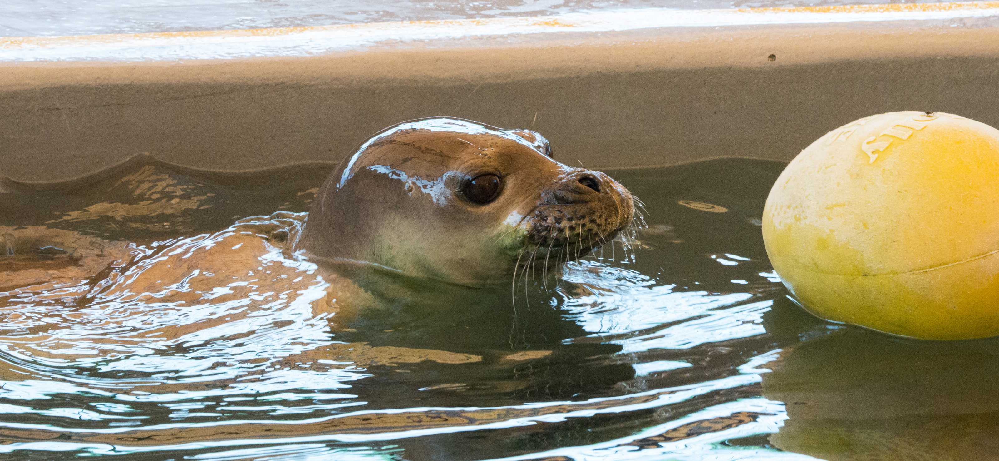 Say Aloha to `Awapuhi and Mililani | The Marine Mammal Center