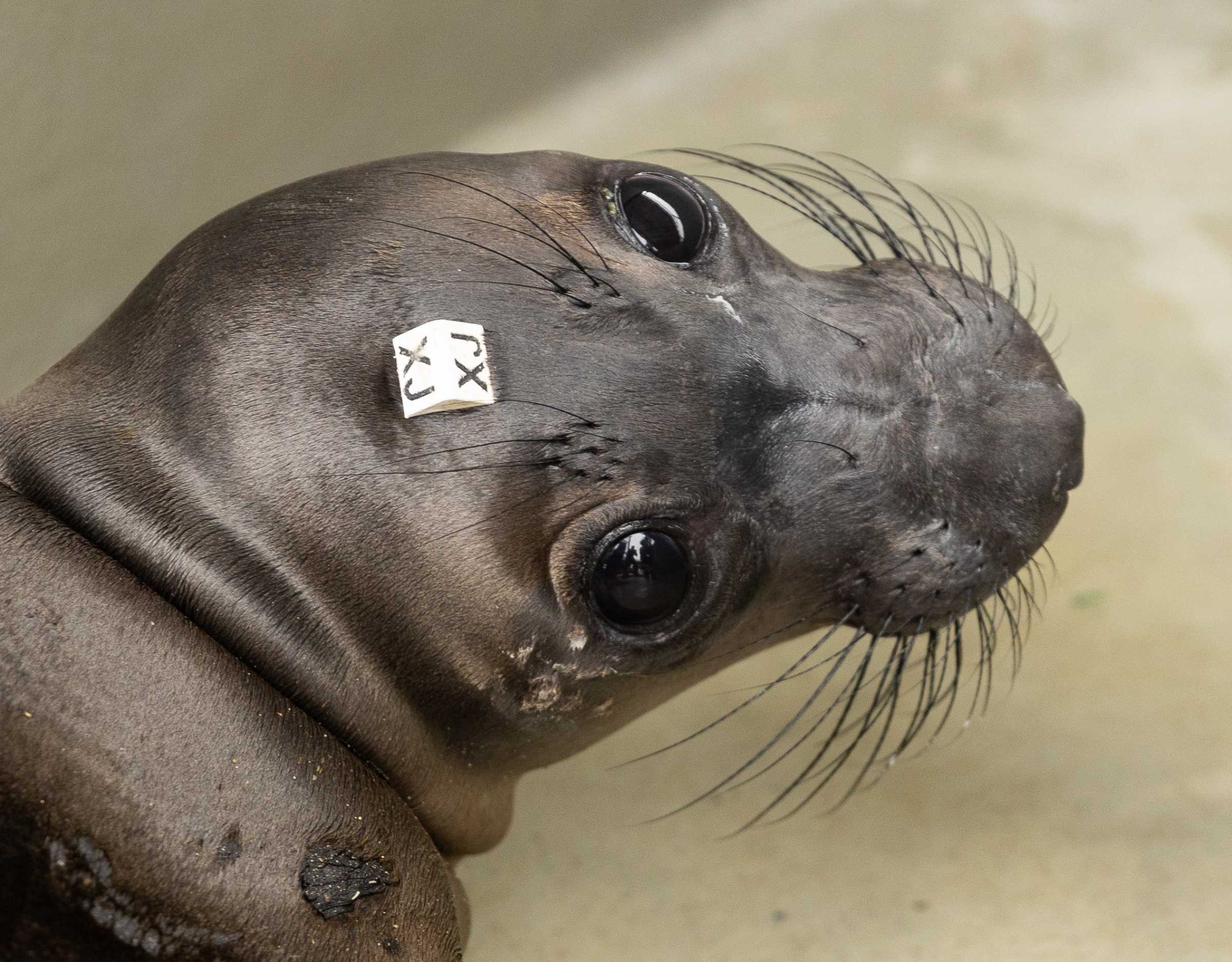 Gazebo | The Marine Mammal Center