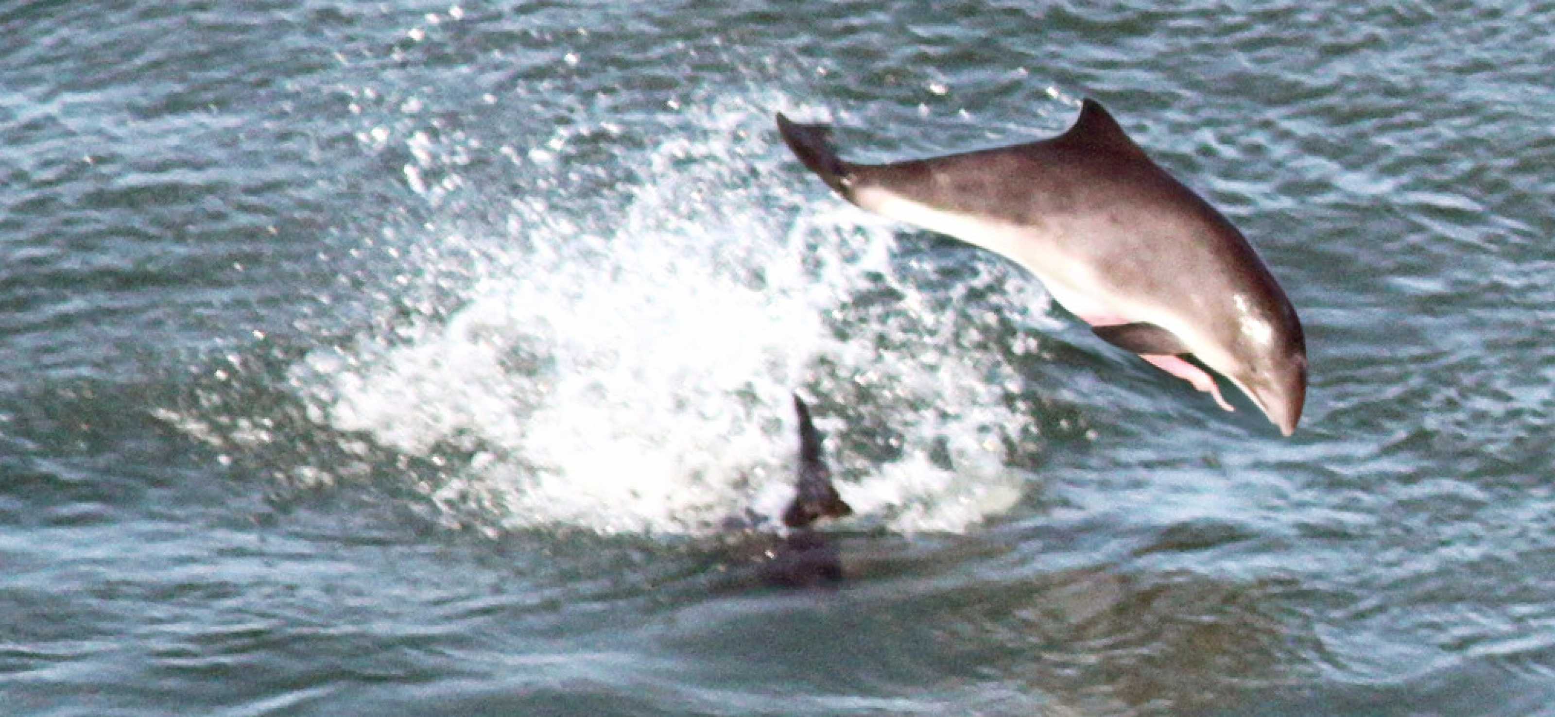 Harbor Porpoise Mating in the “Funnel of Love” | The Marine Mammal Center