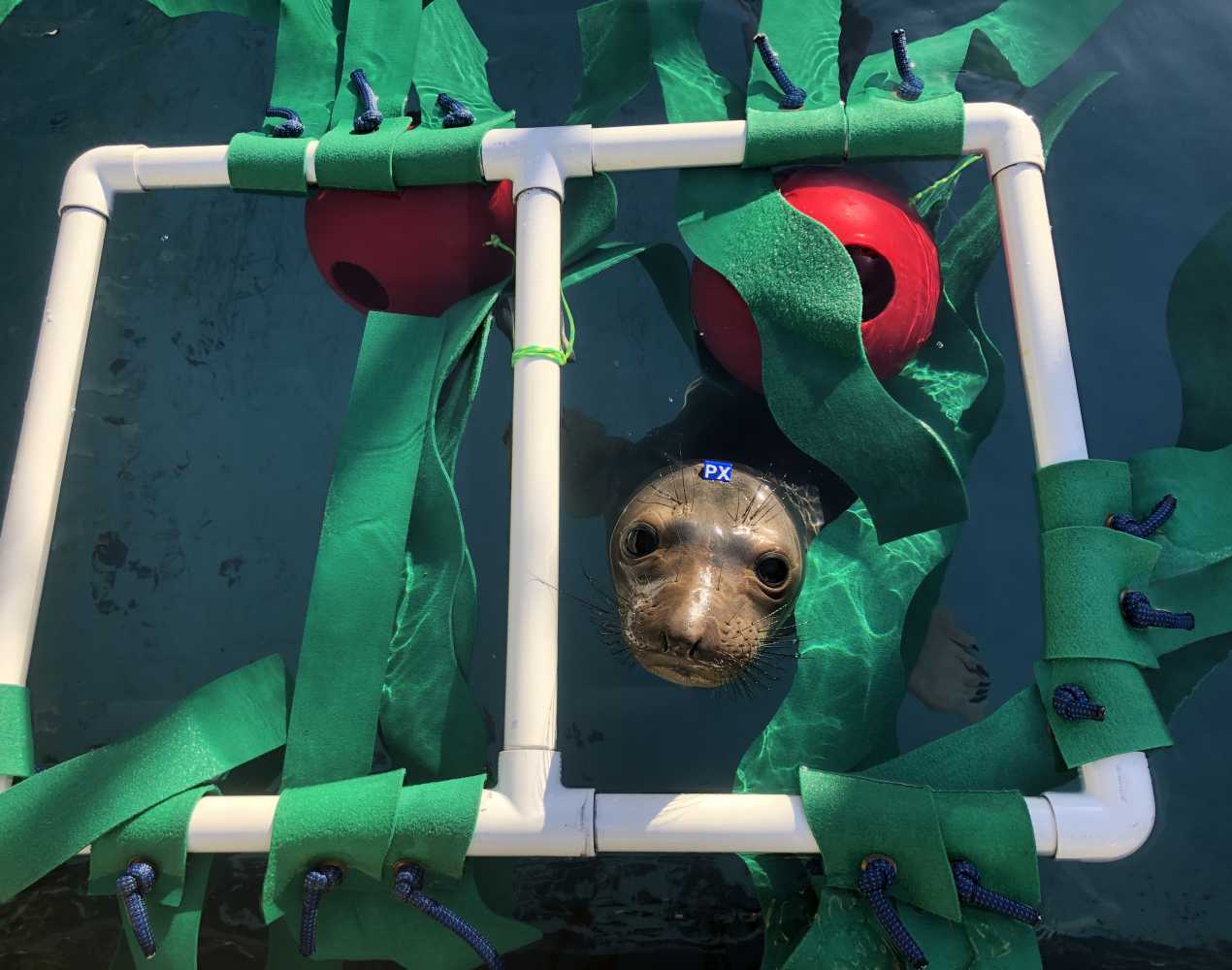 Enrichment | The Marine Mammal Center