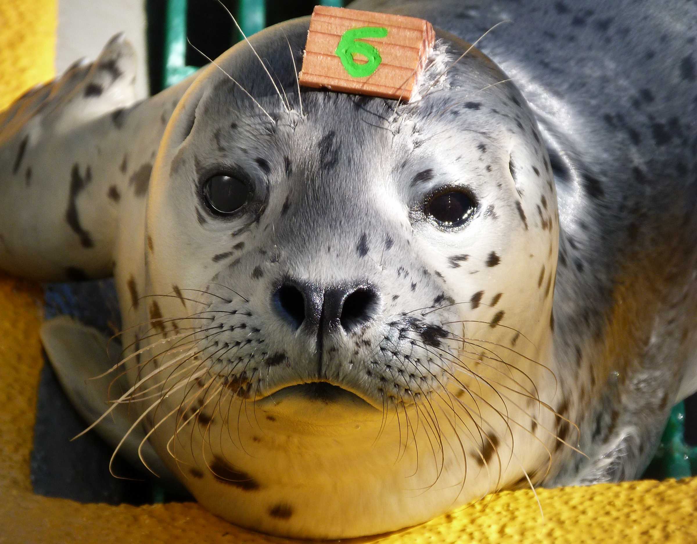 Rockwall | The Marine Mammal Center