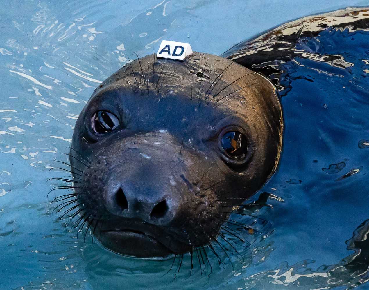 Dashiva | The Marine Mammal Center
