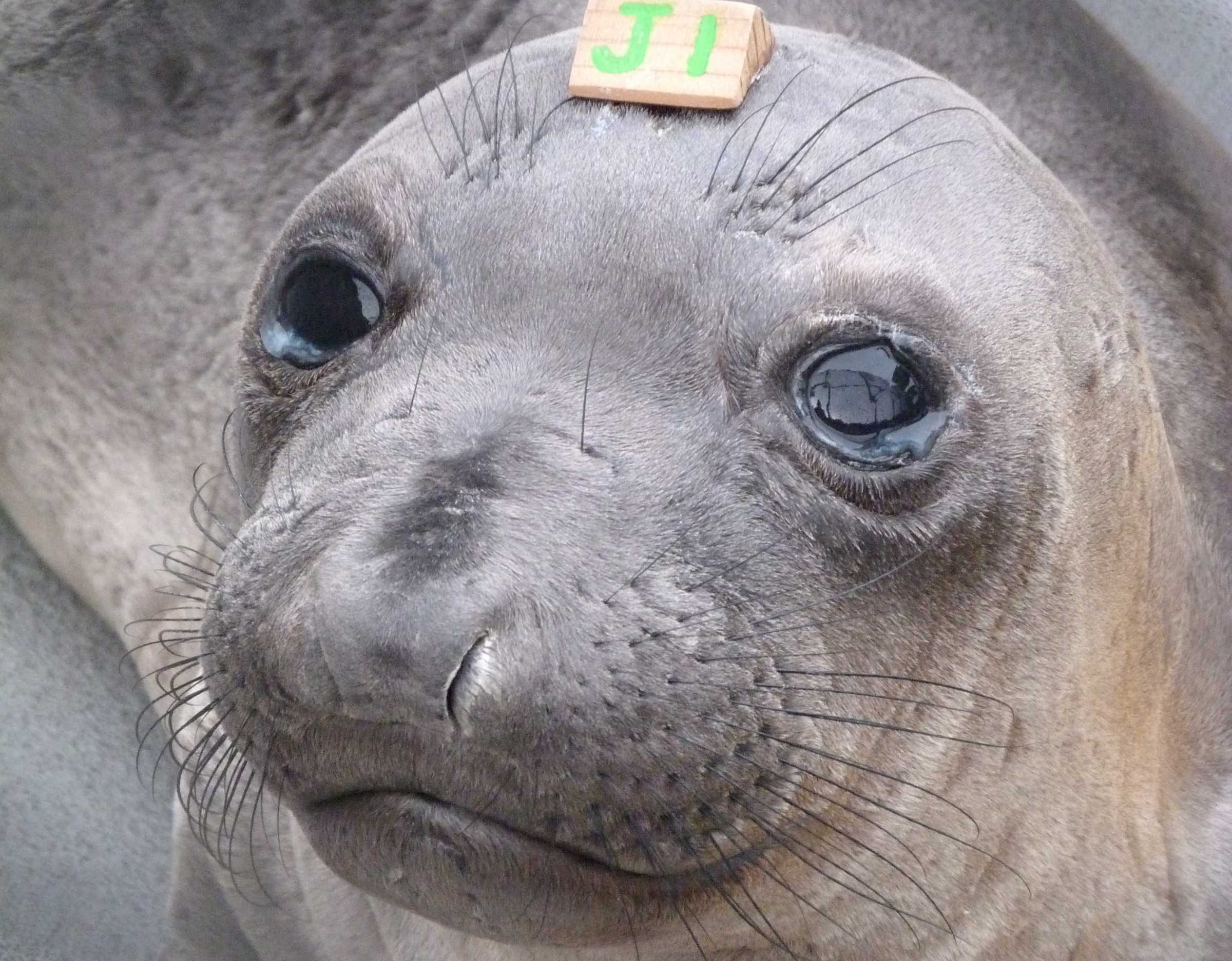 Bogie | The Marine Mammal Center