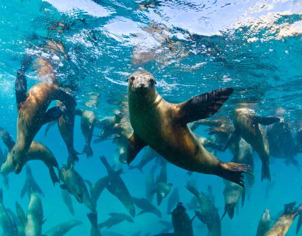 Learn About Marine Mammals | The Marine Mammal Center