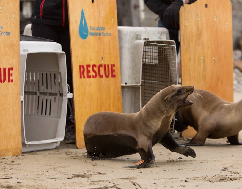 Timeline of The Marine Mammal Center | The Marine Mammal Center