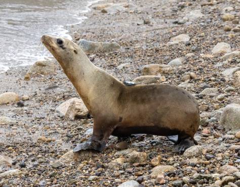 Your Visual Guide to Sea Lion and Seal Behavior | The Marine Mammal Center