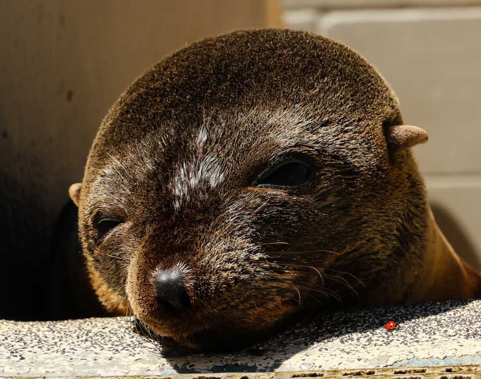 Fluffy | The Marine Mammal Center
