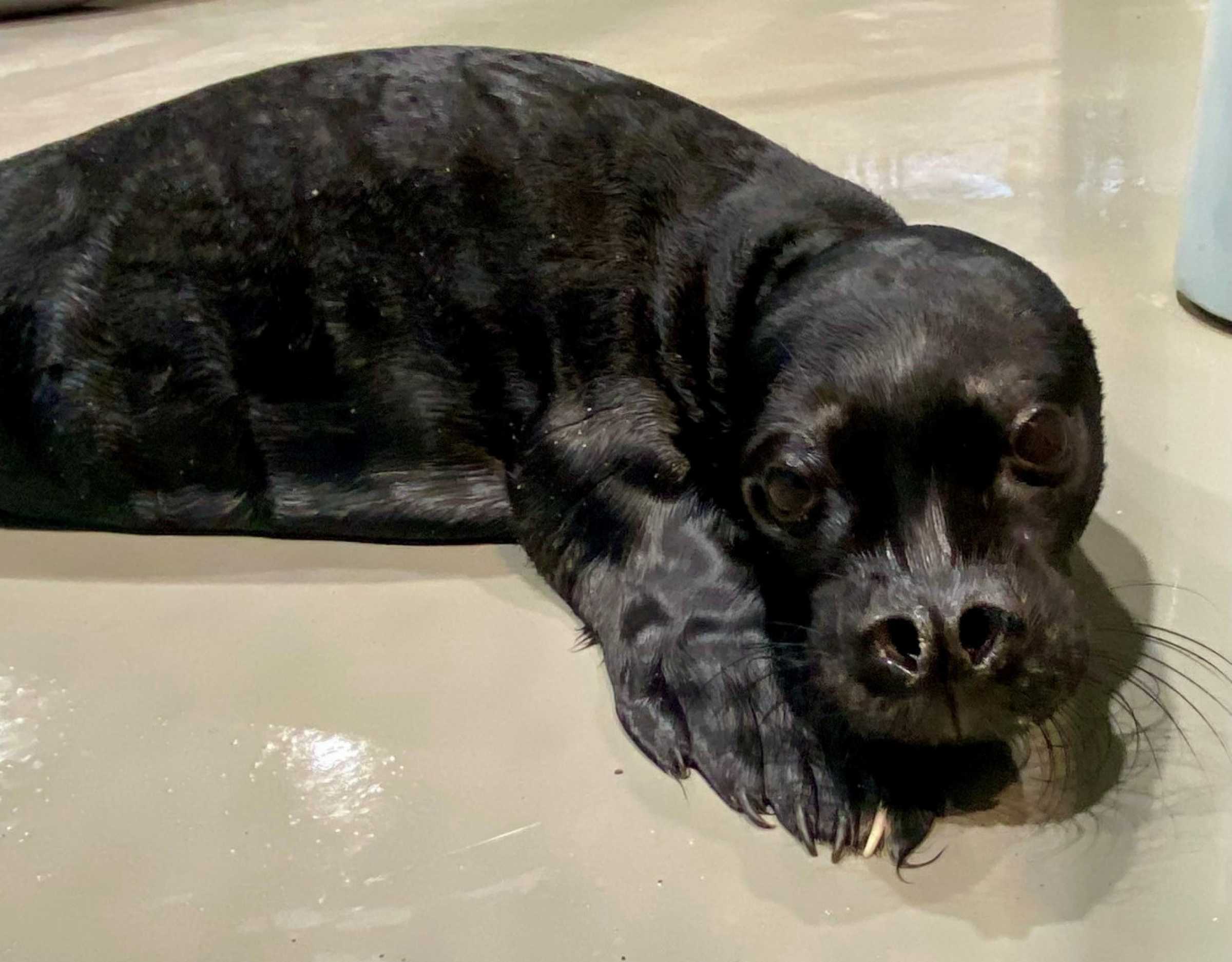 RU72 | The Marine Mammal Center