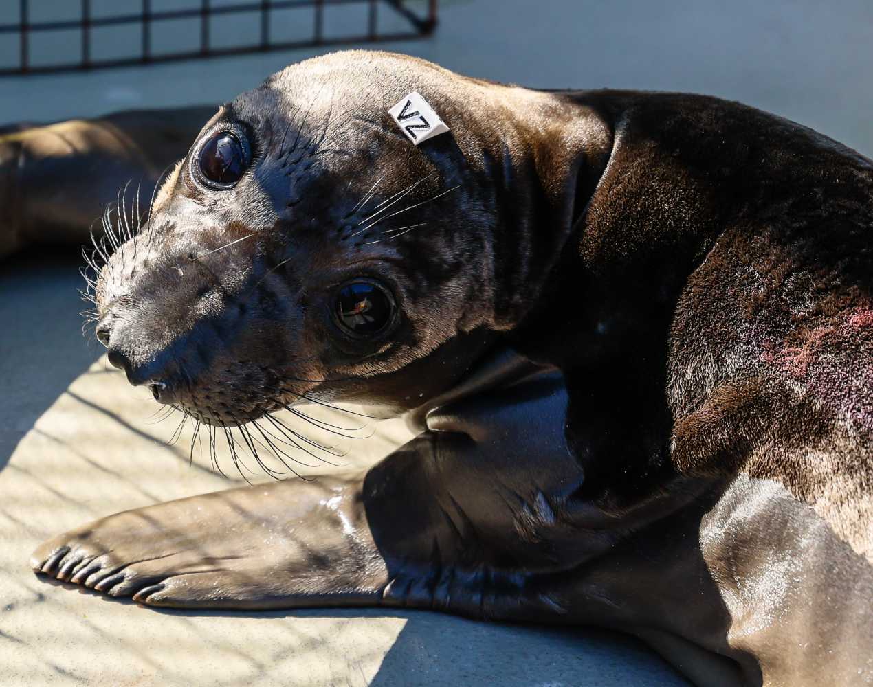 Shaka | The Marine Mammal Center