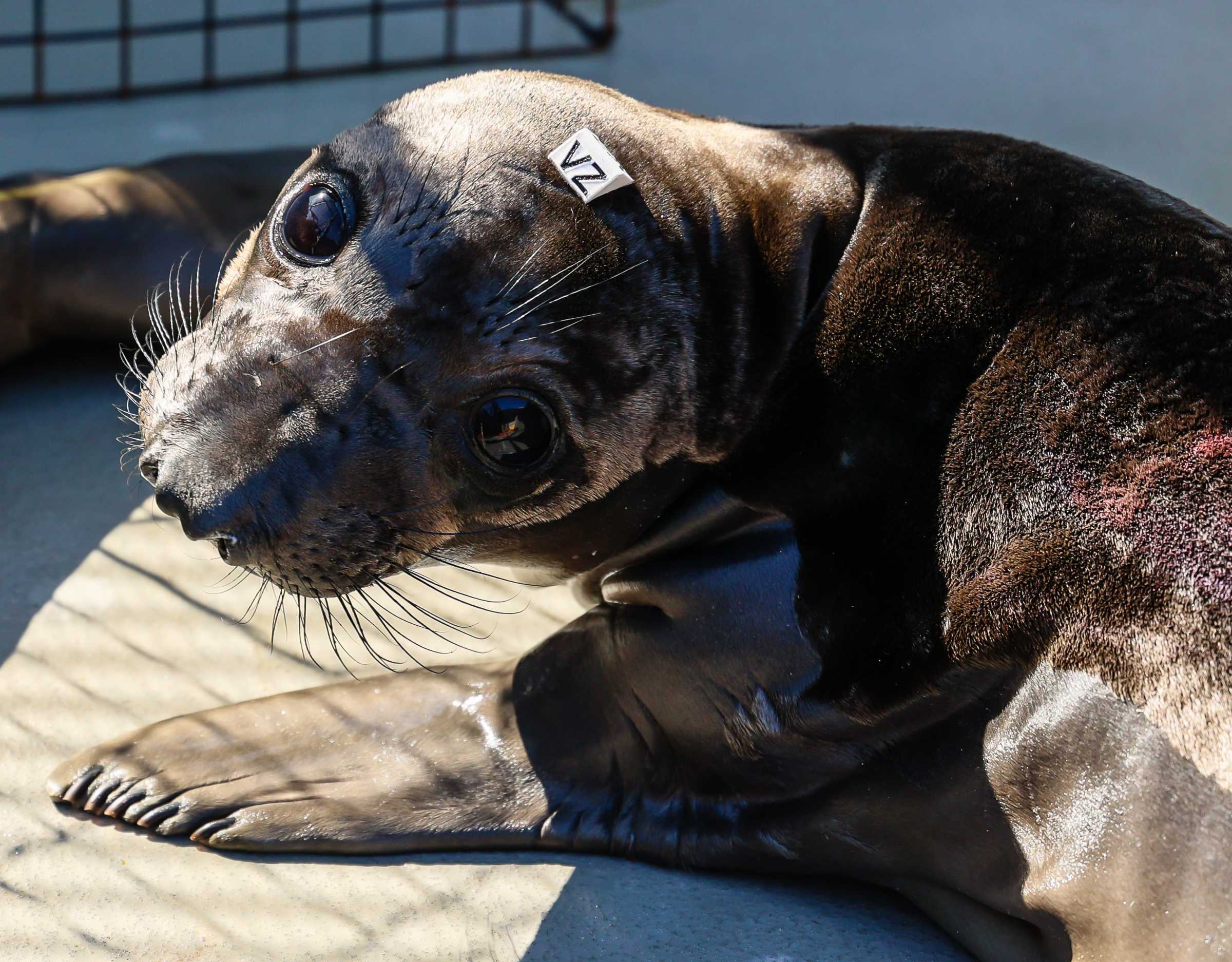 Shaka | The Marine Mammal Center