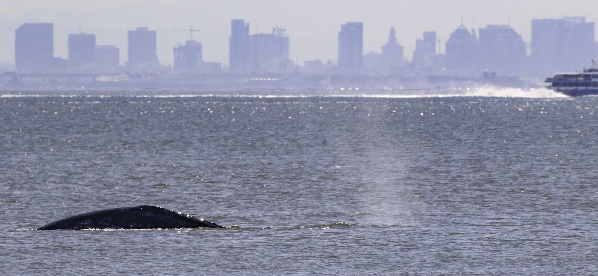 Cetaceans | The Marine Mammal Center