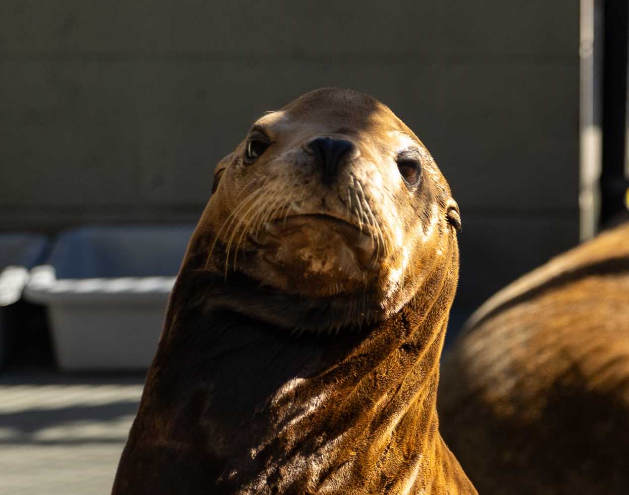 Marlus | The Marine Mammal Center