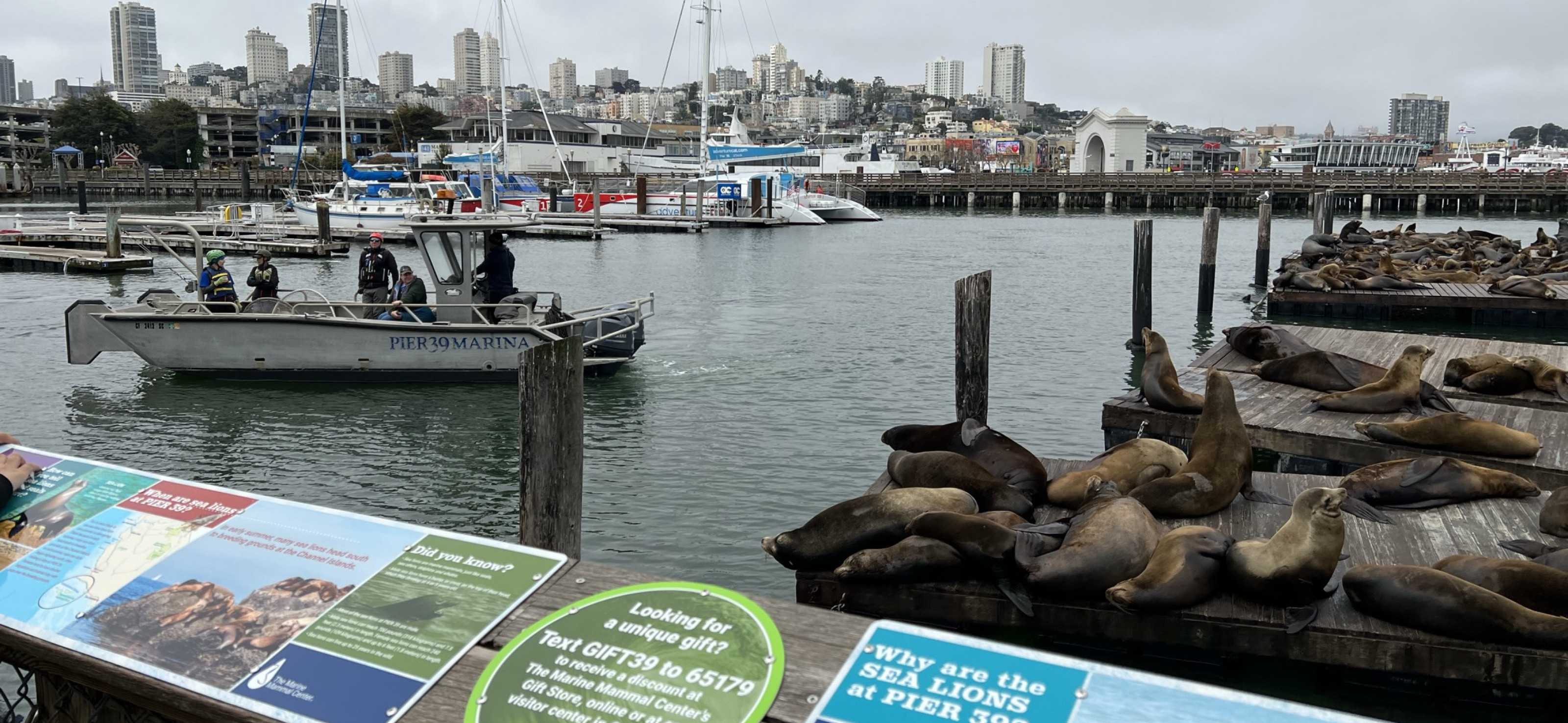 What it Takes to Rescue an Entangled Sea Lion | The Marine Mammal Center