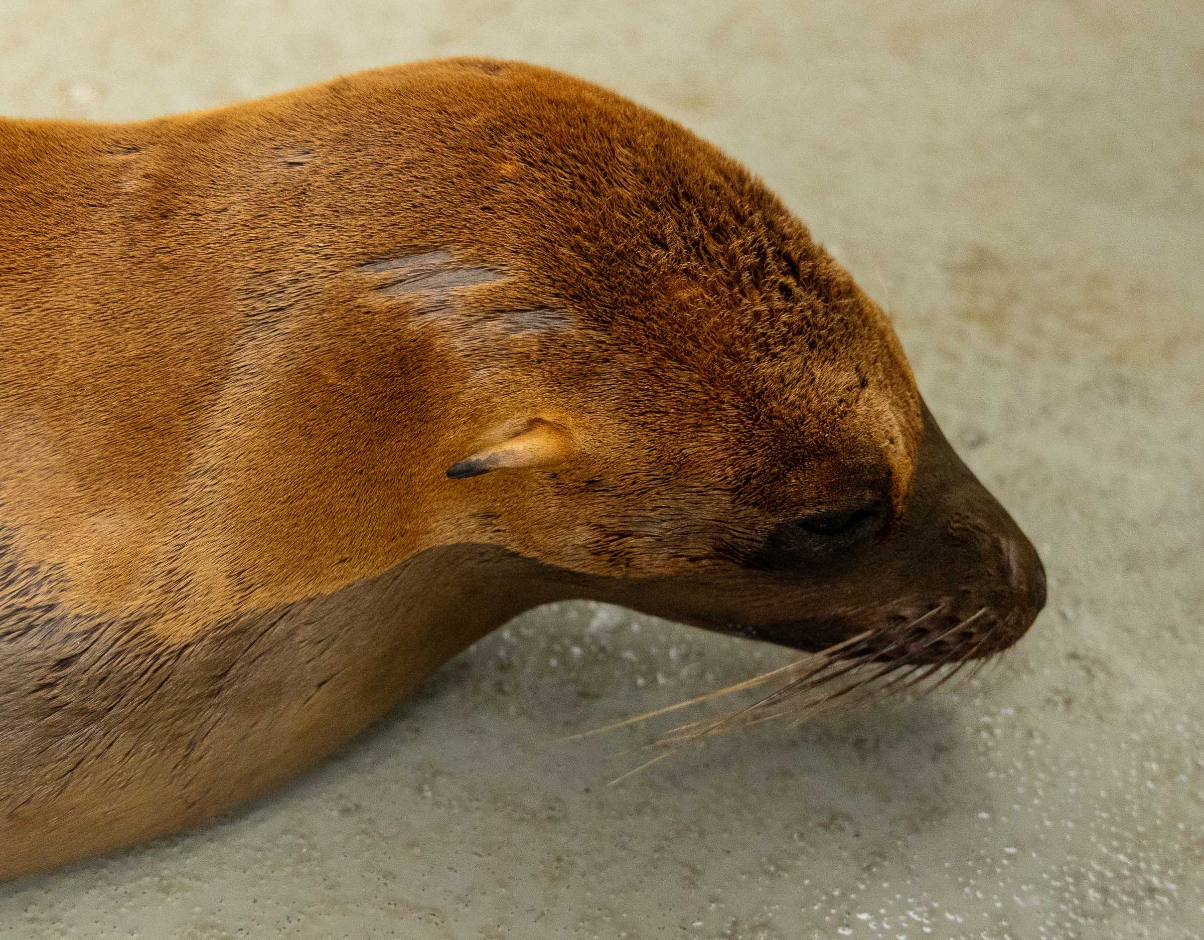 Lanetta | The Marine Mammal Center