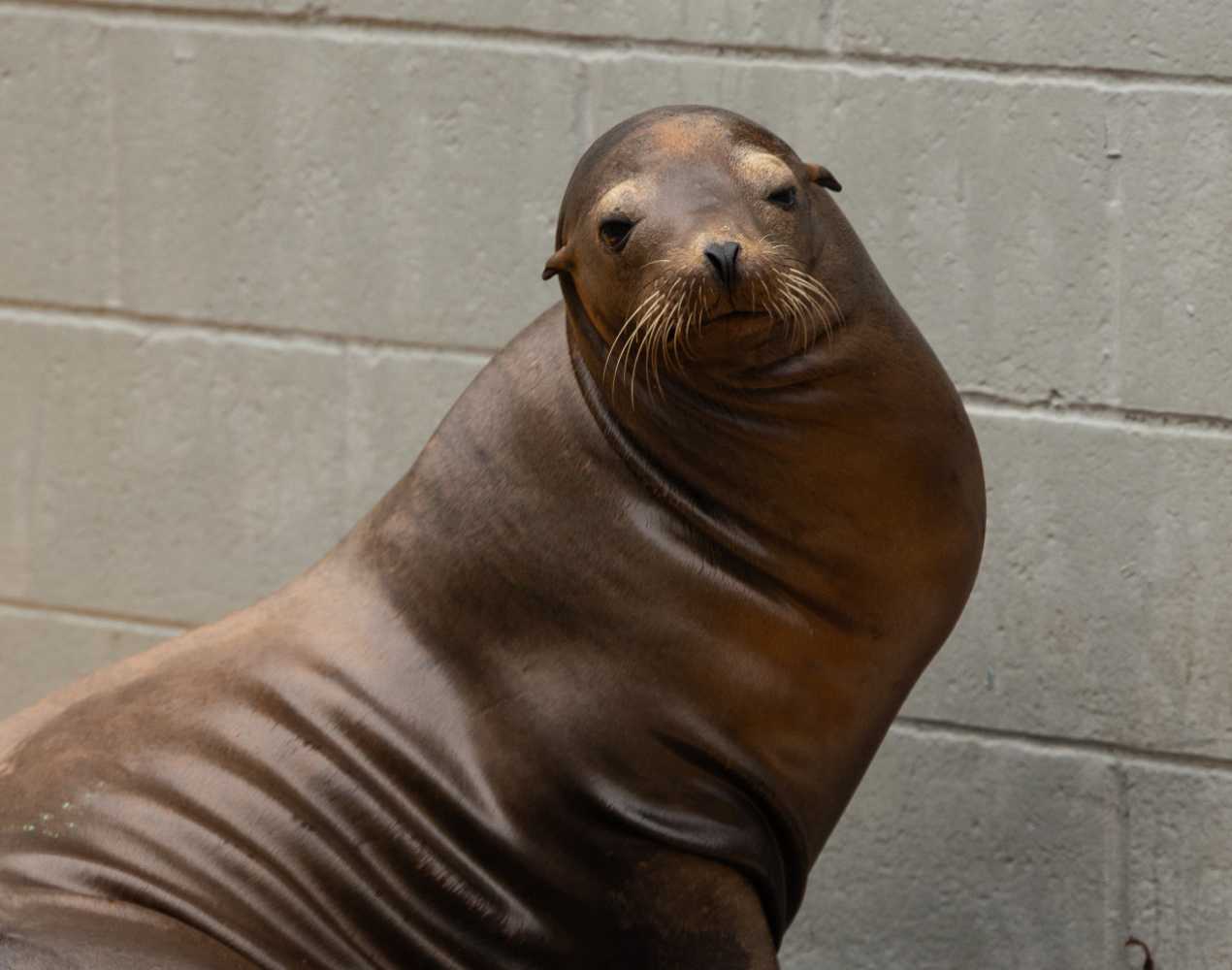 Snoozy | The Marine Mammal Center