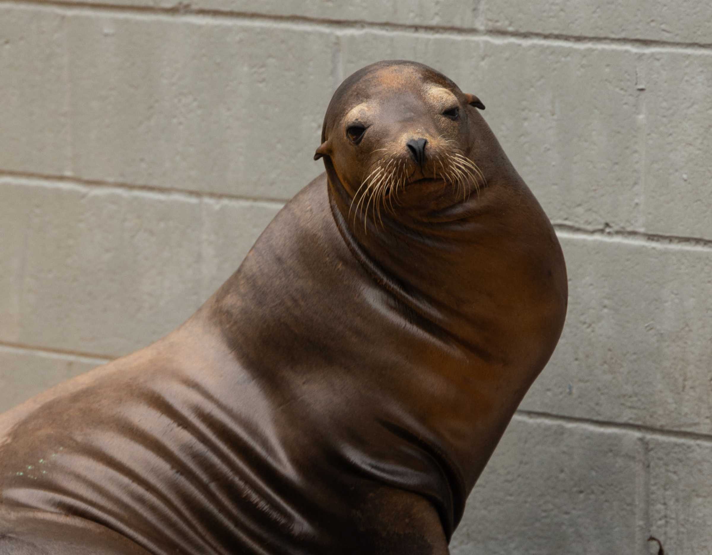 Snoozy | The Marine Mammal Center