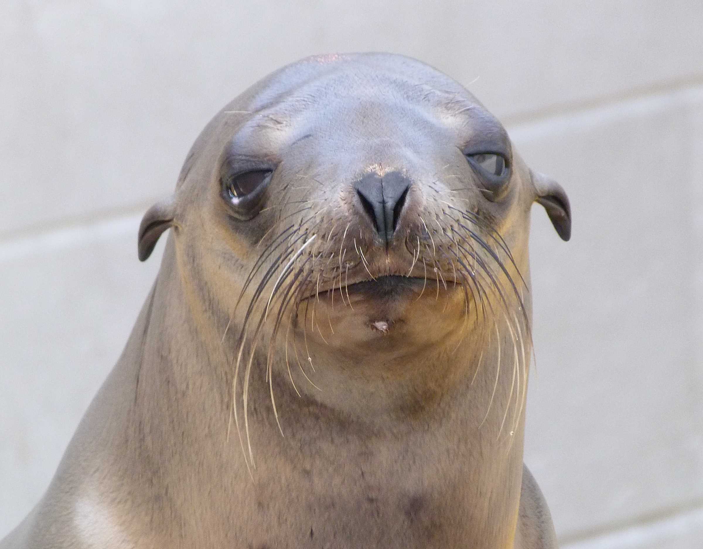 Gnat | The Marine Mammal Center