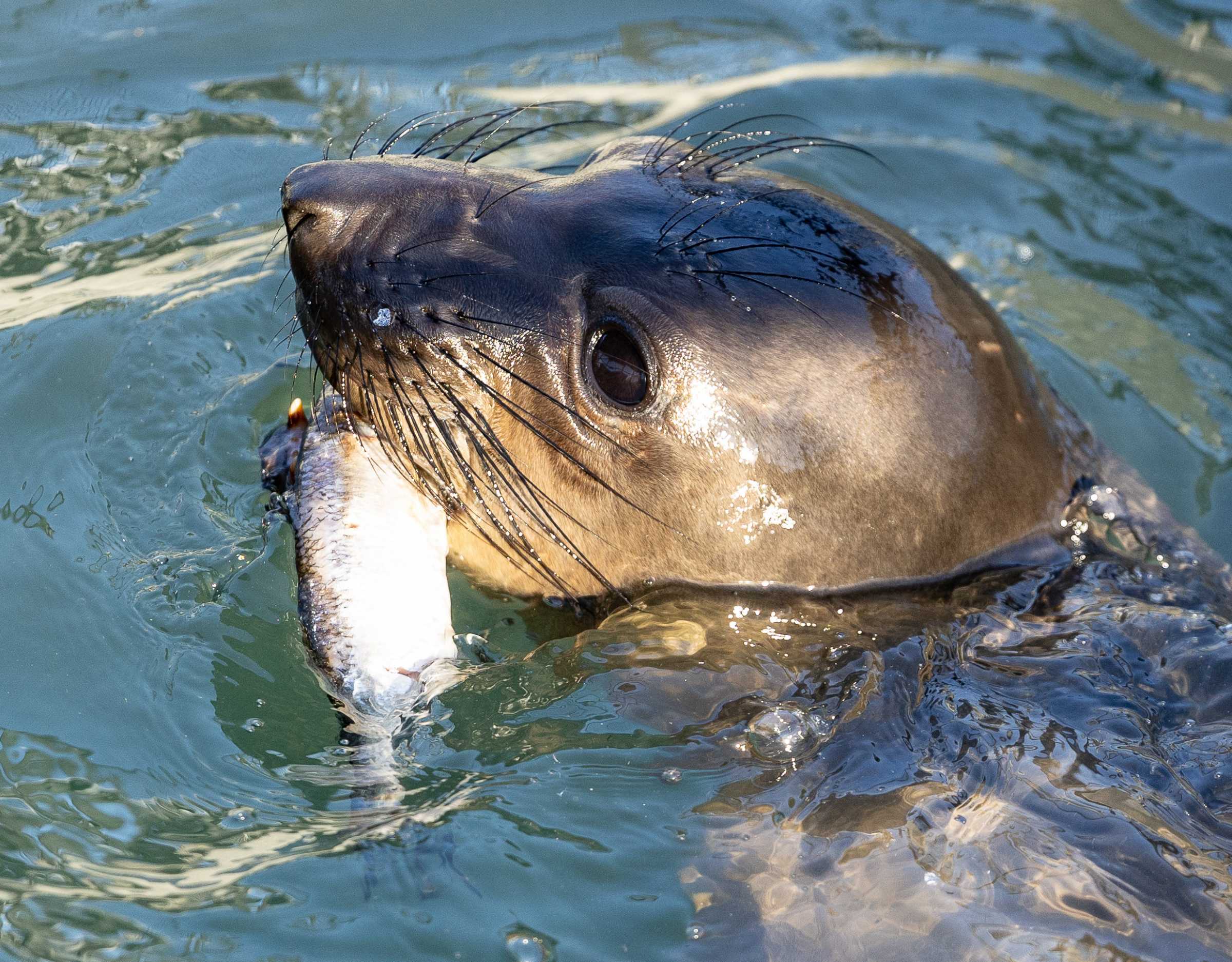Brooklyn | The Marine Mammal Center
