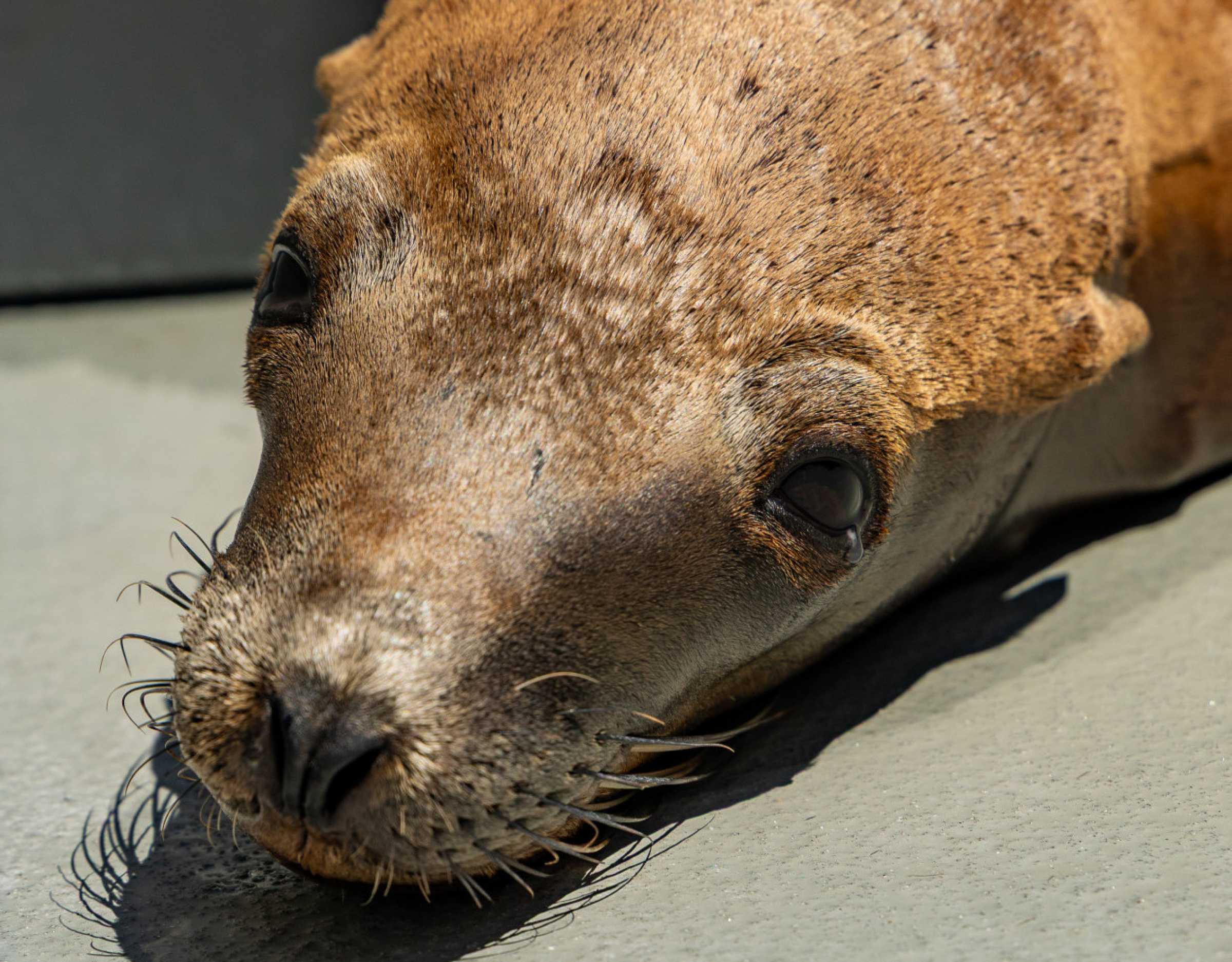 Groundhog | The Marine Mammal Center