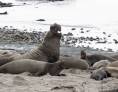 Your Visual Guide to Sea Lion and Seal Behavior | The Marine Mammal Center
