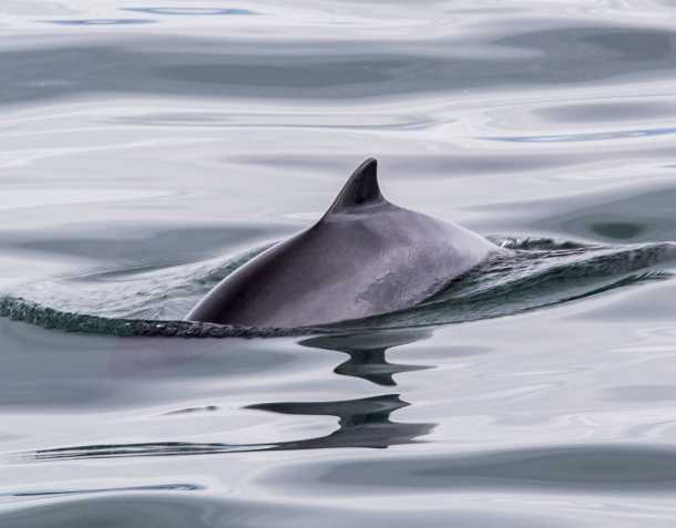 Cetaceans | The Marine Mammal Center