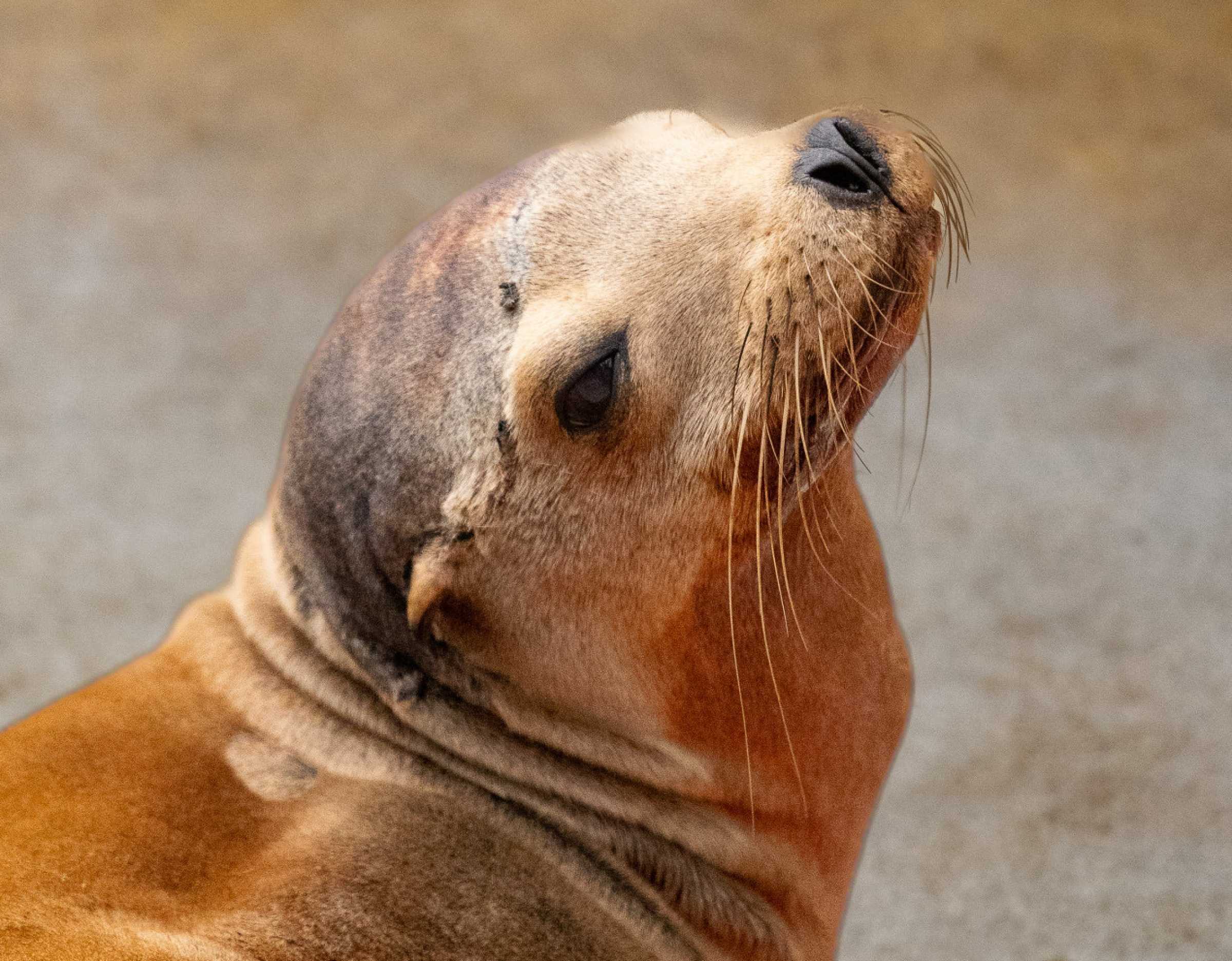 Cypher | The Marine Mammal Center