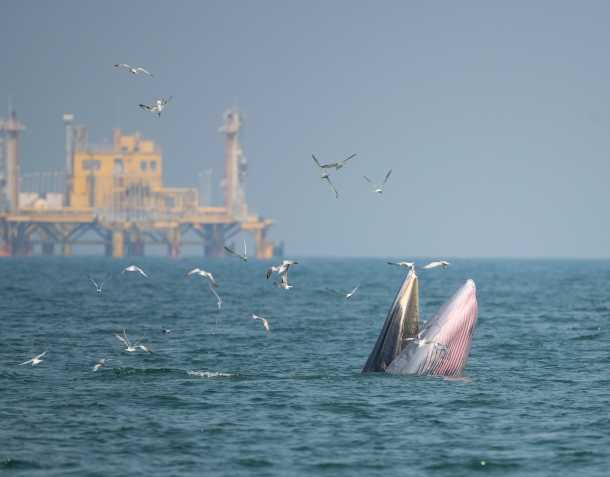 Home | The Marine Mammal Center
