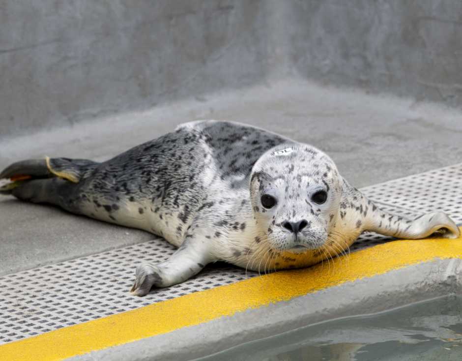 Blue Whale | The Marine Mammal Center