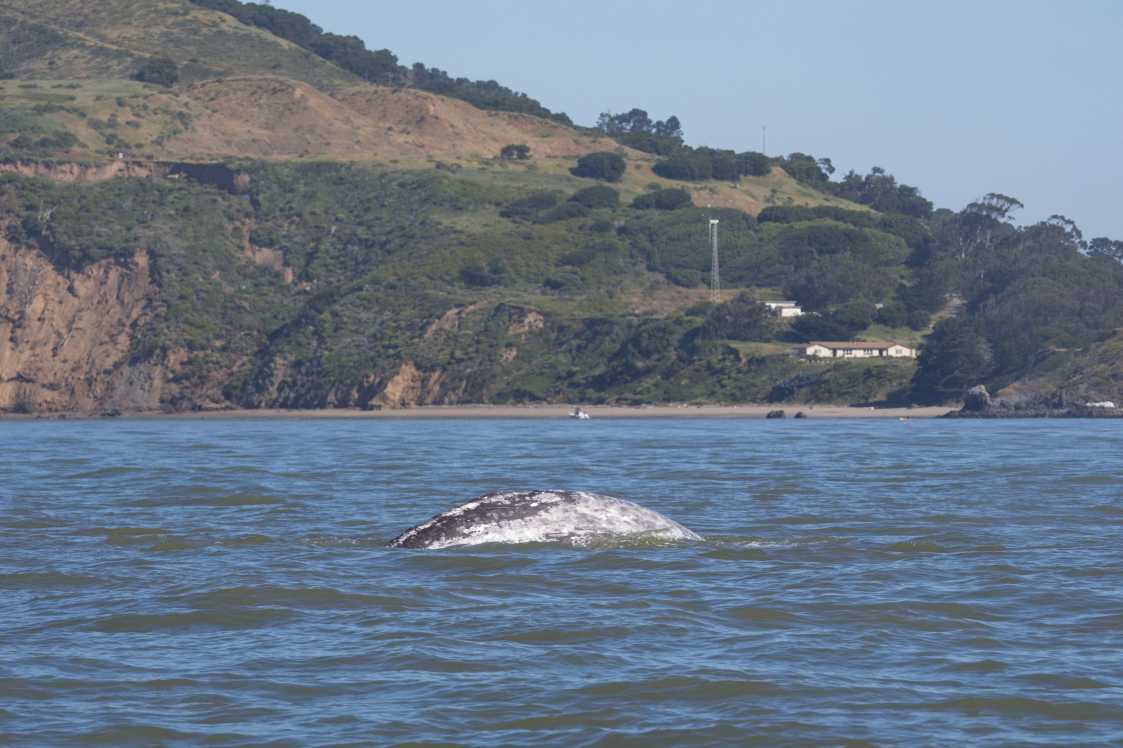 Meet the Whales | The Marine Mammal Center