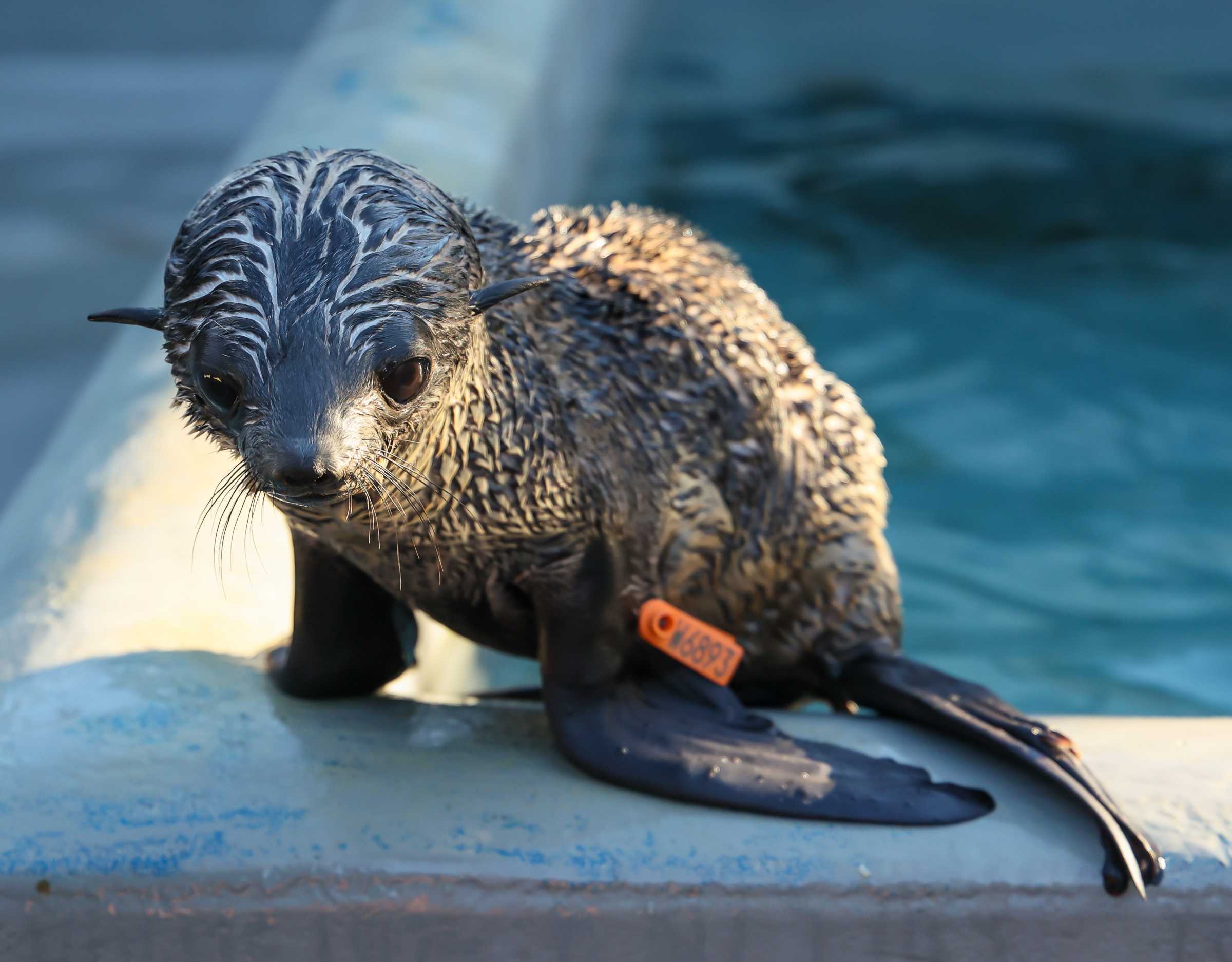Sheba | The Marine Mammal Center