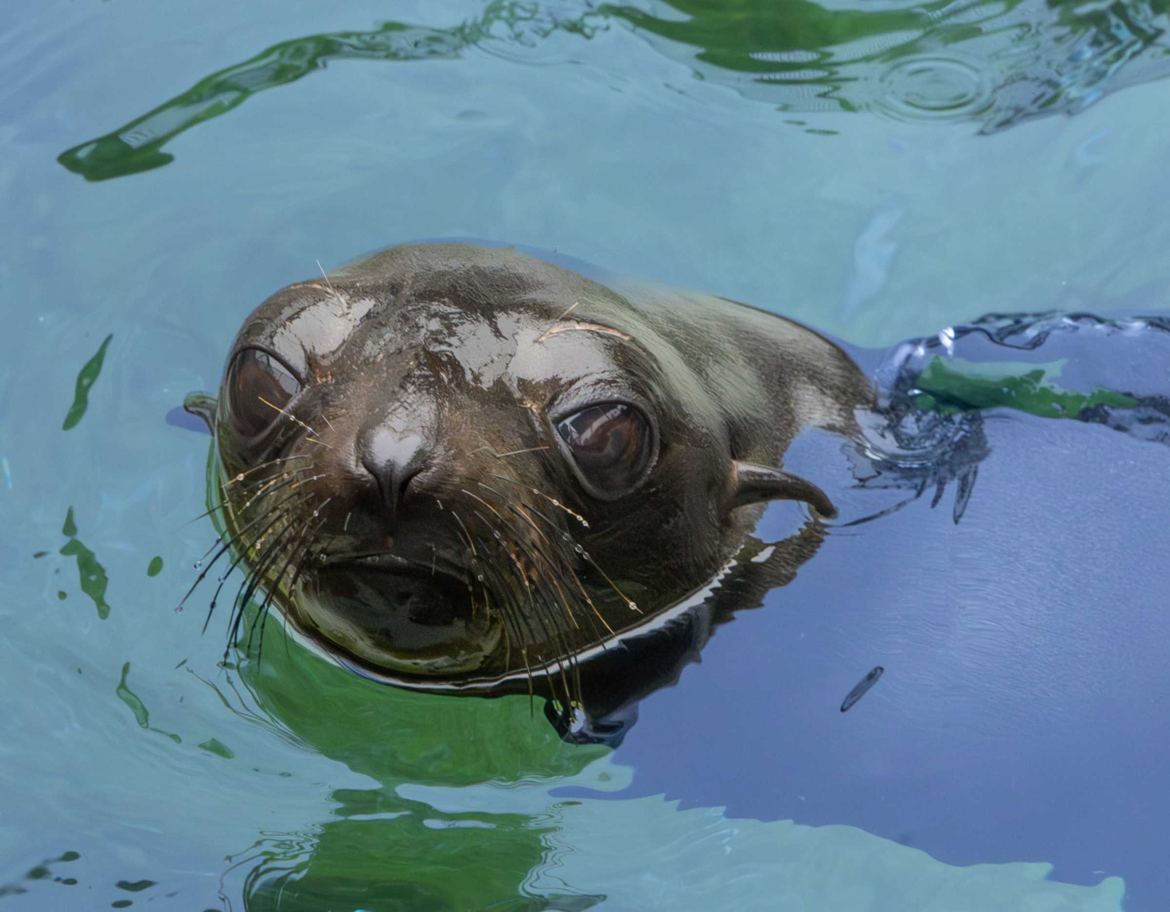 Hoiho | The Marine Mammal Center