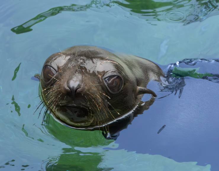 Hoiho | The Marine Mammal Center