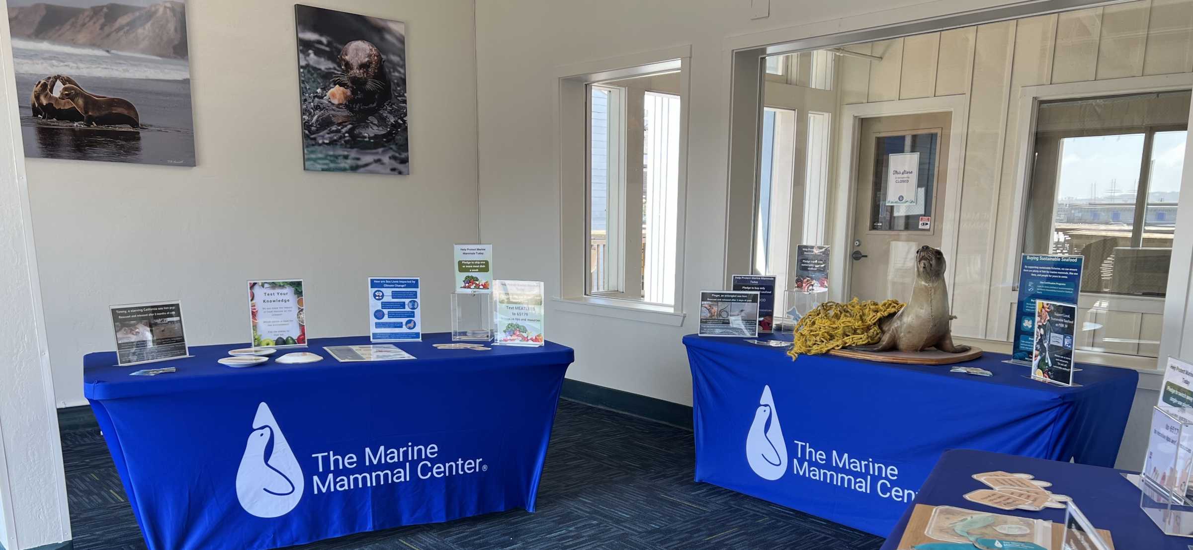 PIER 39 | The Marine Mammal Center