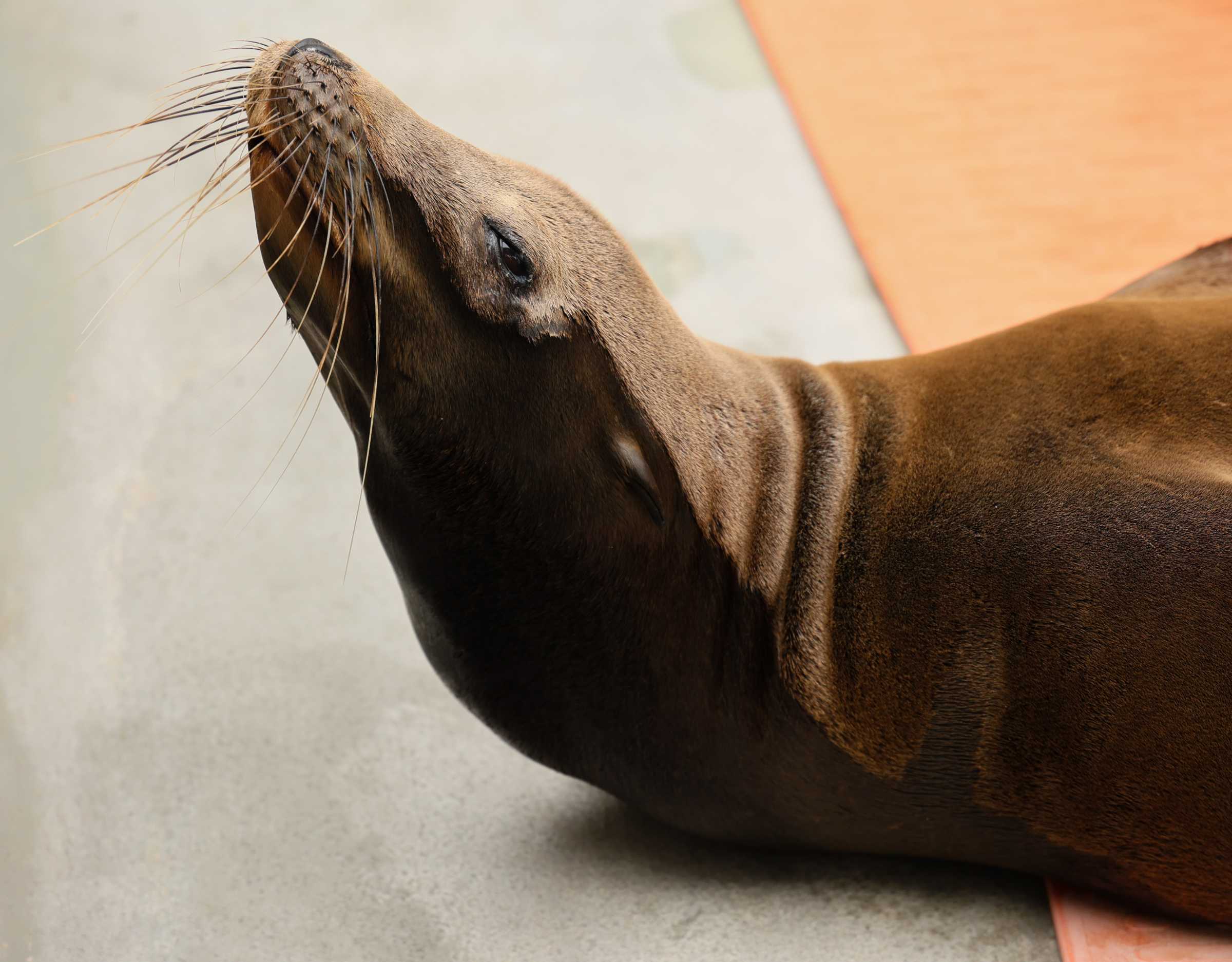 Murohku | The Marine Mammal Center