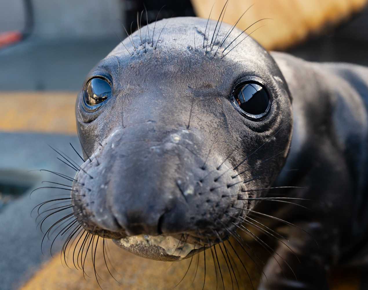 Deimos | The Marine Mammal Center