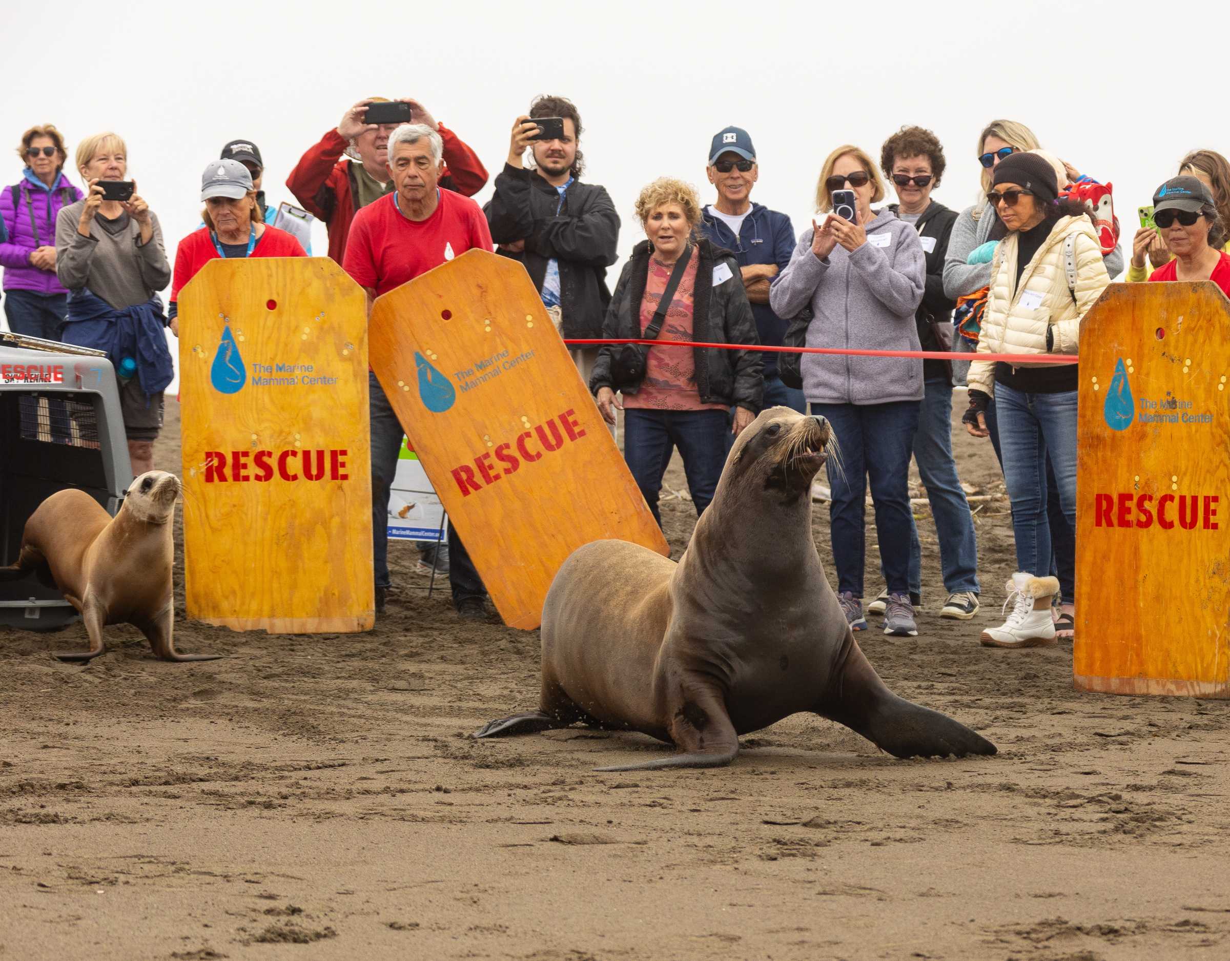 NPR Morning Edition: Hundreds of Seals and Sea Lions Are Treated Each ...