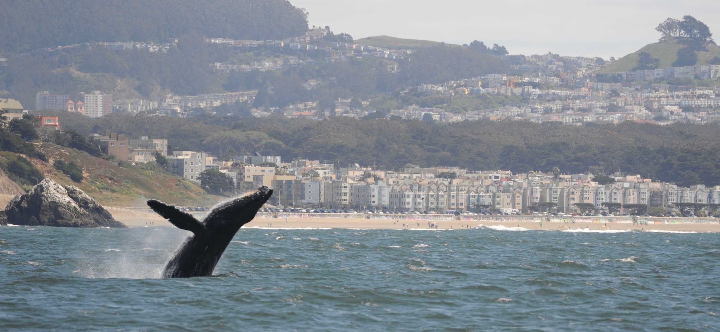 Cetaceans | The Marine Mammal Center