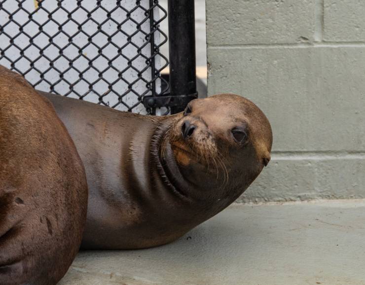 Seawolf | The Marine Mammal Center