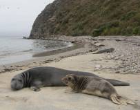 Adaptations of the Deep: Seal Whiskers and Eyes | The Marine Mammal Center