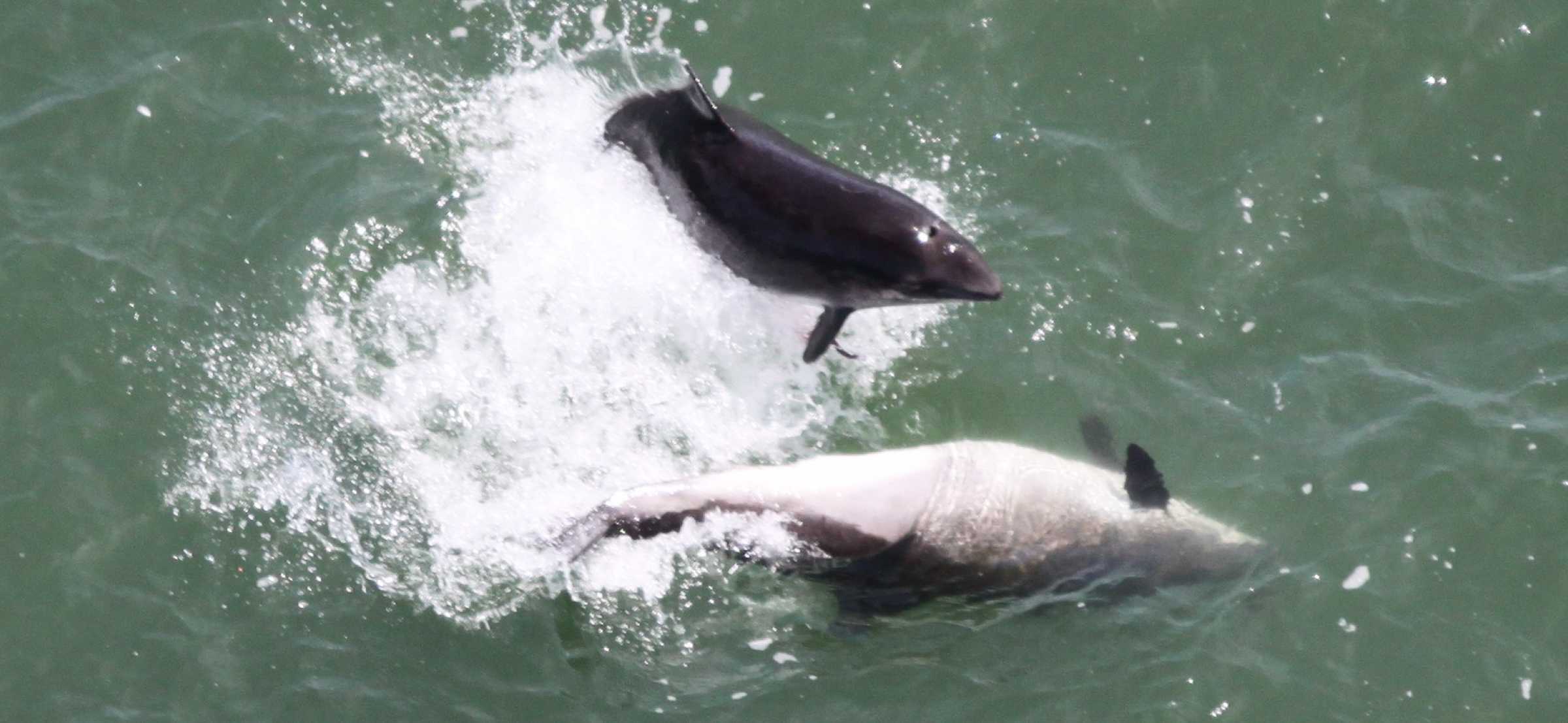 Harbor Porpoise Mating in the “Funnel of Love” | The Marine Mammal Center