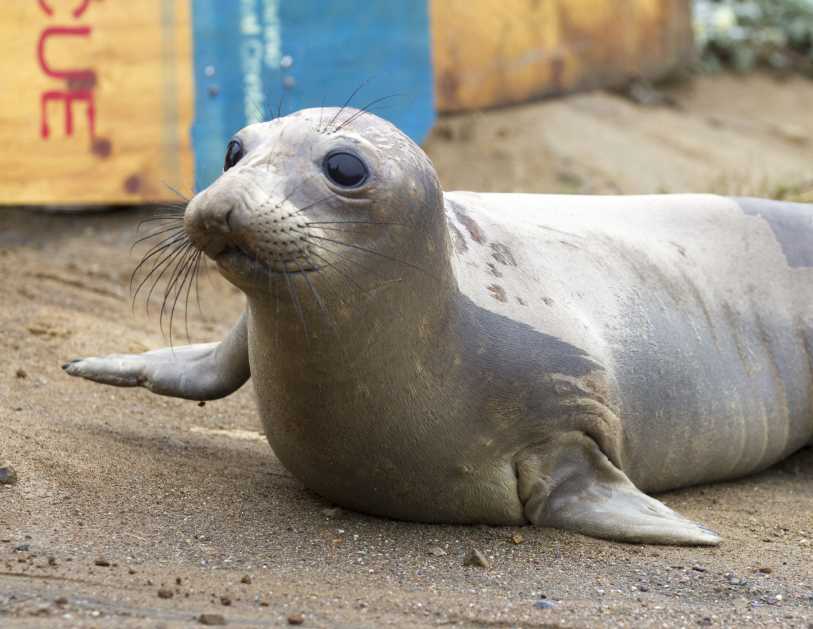 Learn About Marine Mammals | The Marine Mammal Center