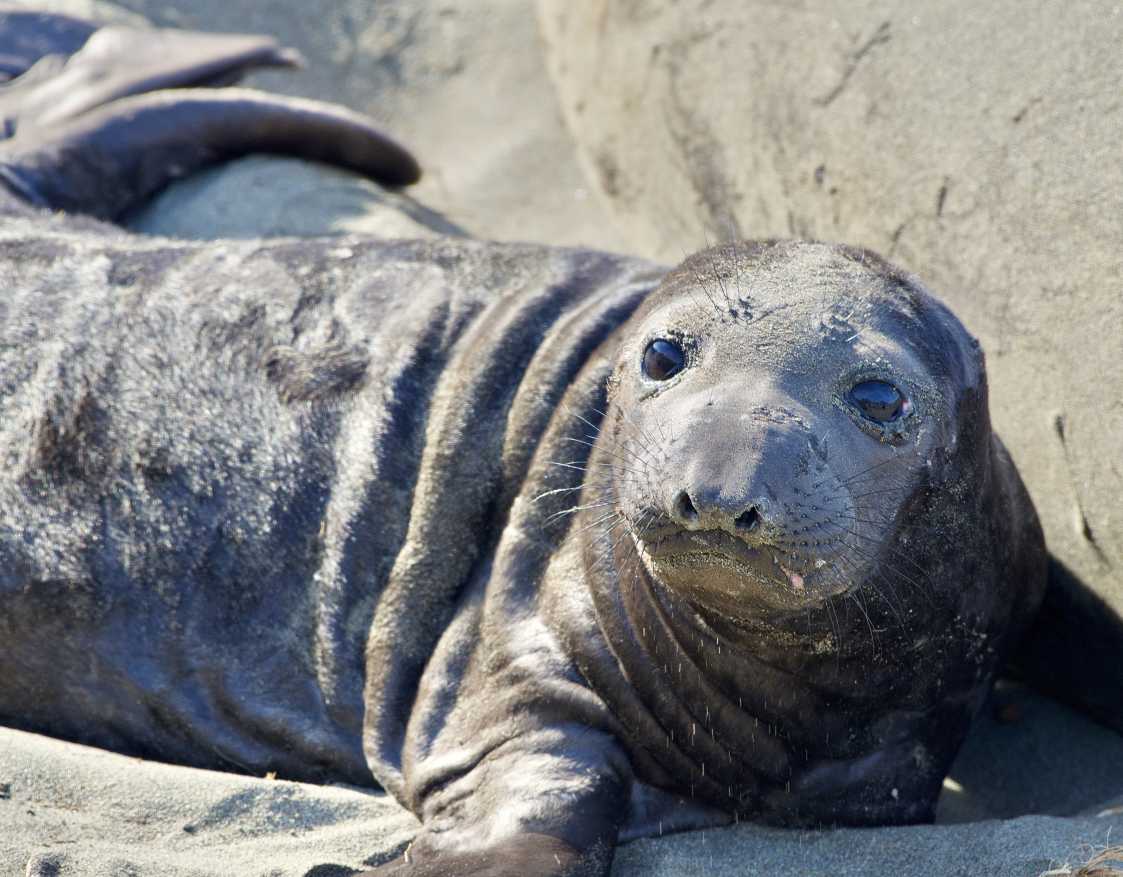 When and Where to See Elephant Seals in California (and Livestream ...
