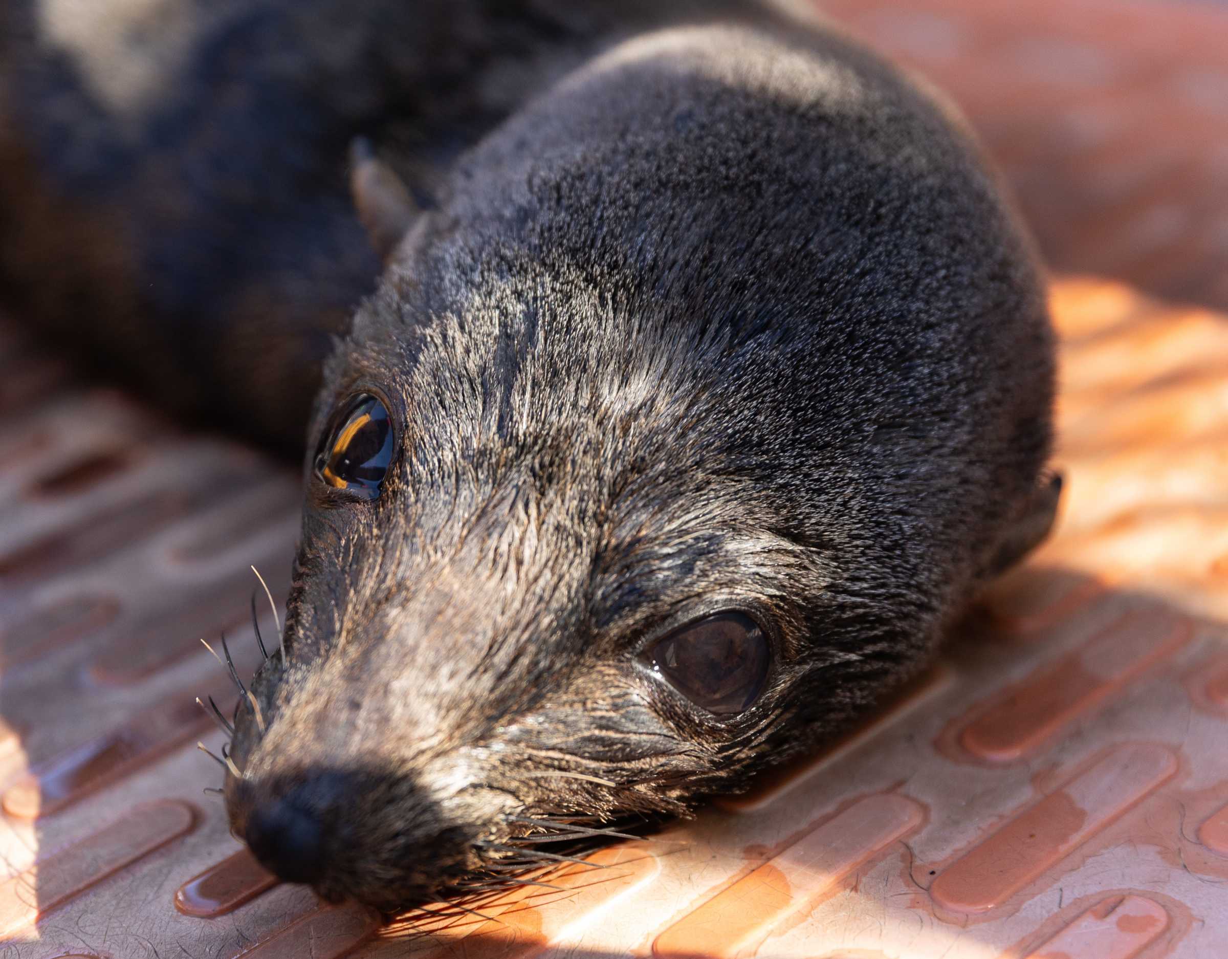 Tides | The Marine Mammal Center