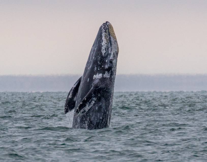 How Do Whales Sleep? And Other Whale Trivia | The Marine Mammal Center