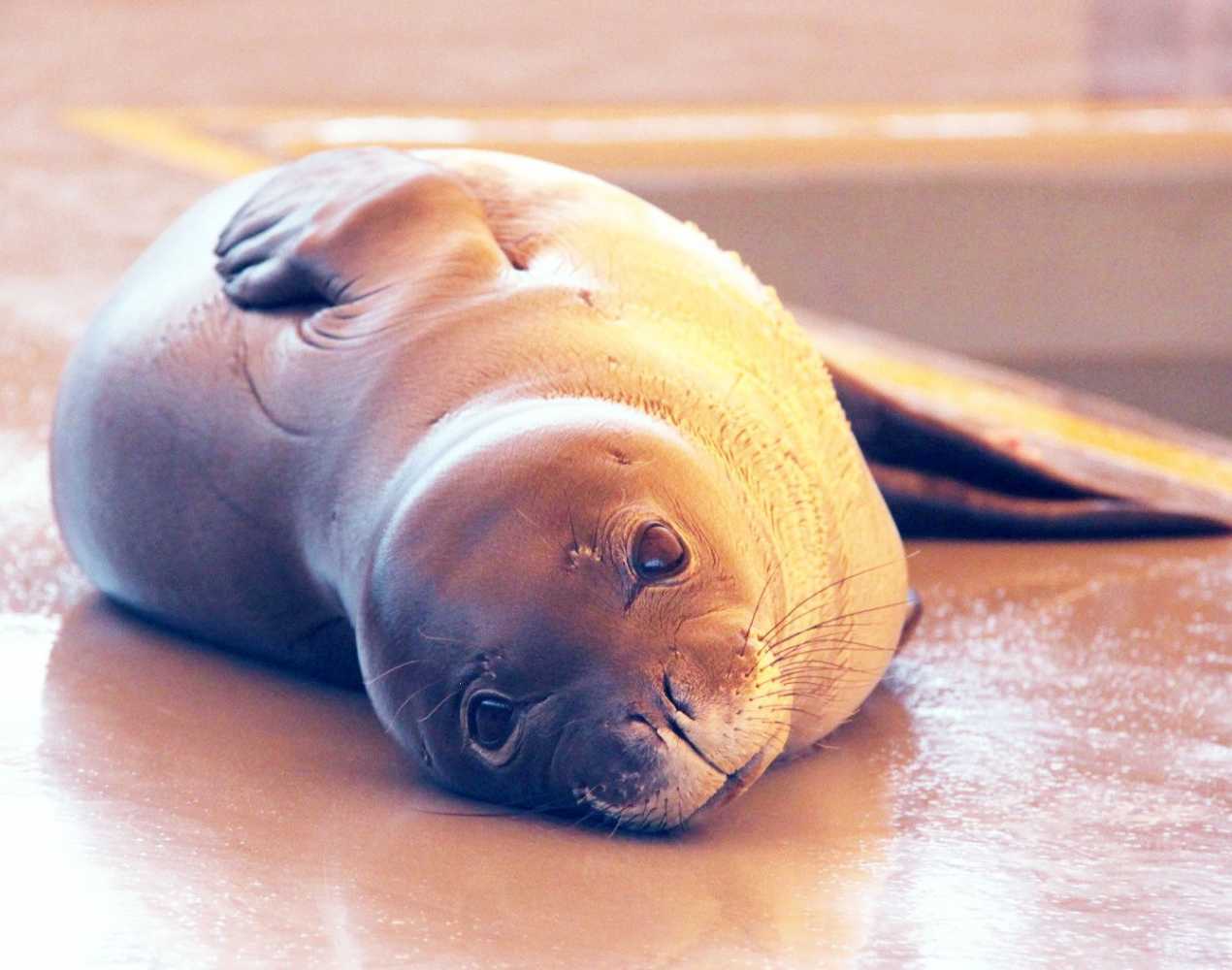 Endangered Hawaiian Monk Seal Air-Lifted to Specialized Hospital | The ...