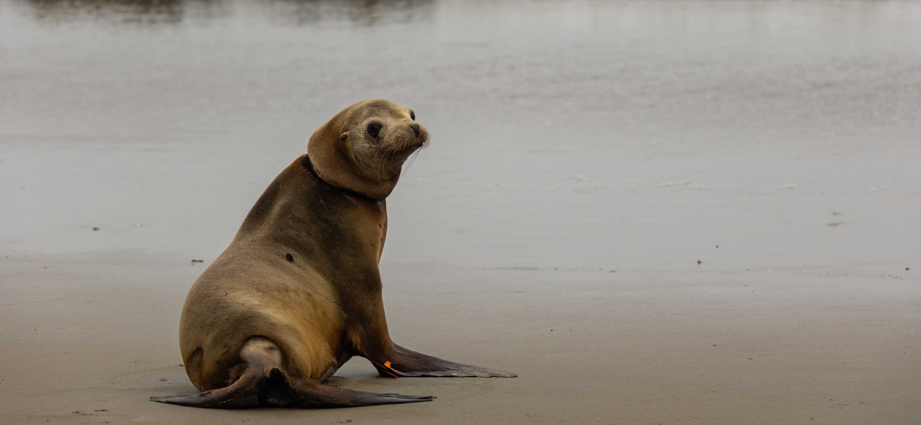 What it Takes to Rescue an Entangled Sea Lion | The Marine Mammal Center