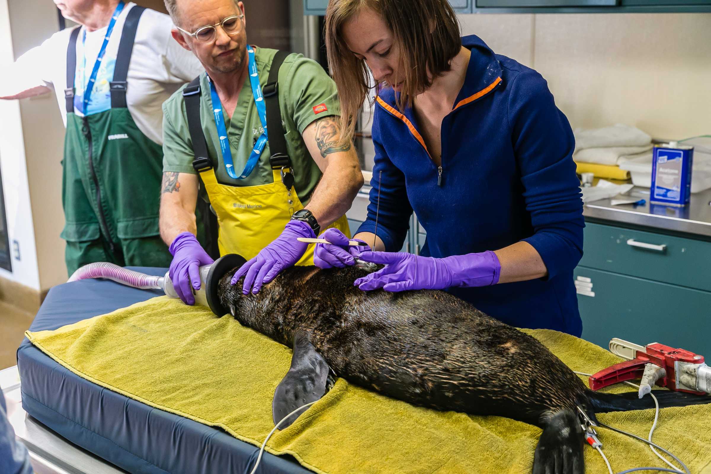 Inhalant Anesthesia for Minimally Invasive Procedures in Guadalupe Fur ...