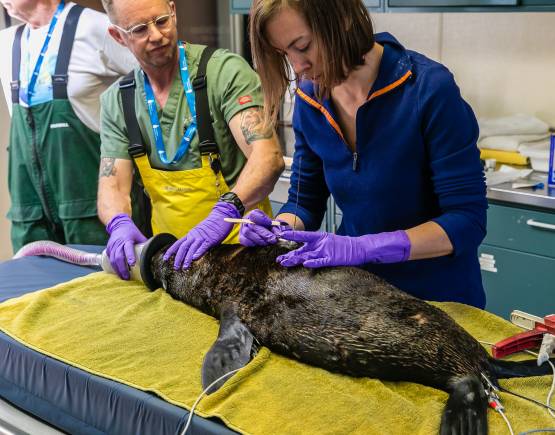 Research Library | The Marine Mammal Center