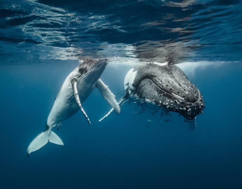 How Do Whales Sleep? And Other Whale Trivia | The Marine Mammal Center