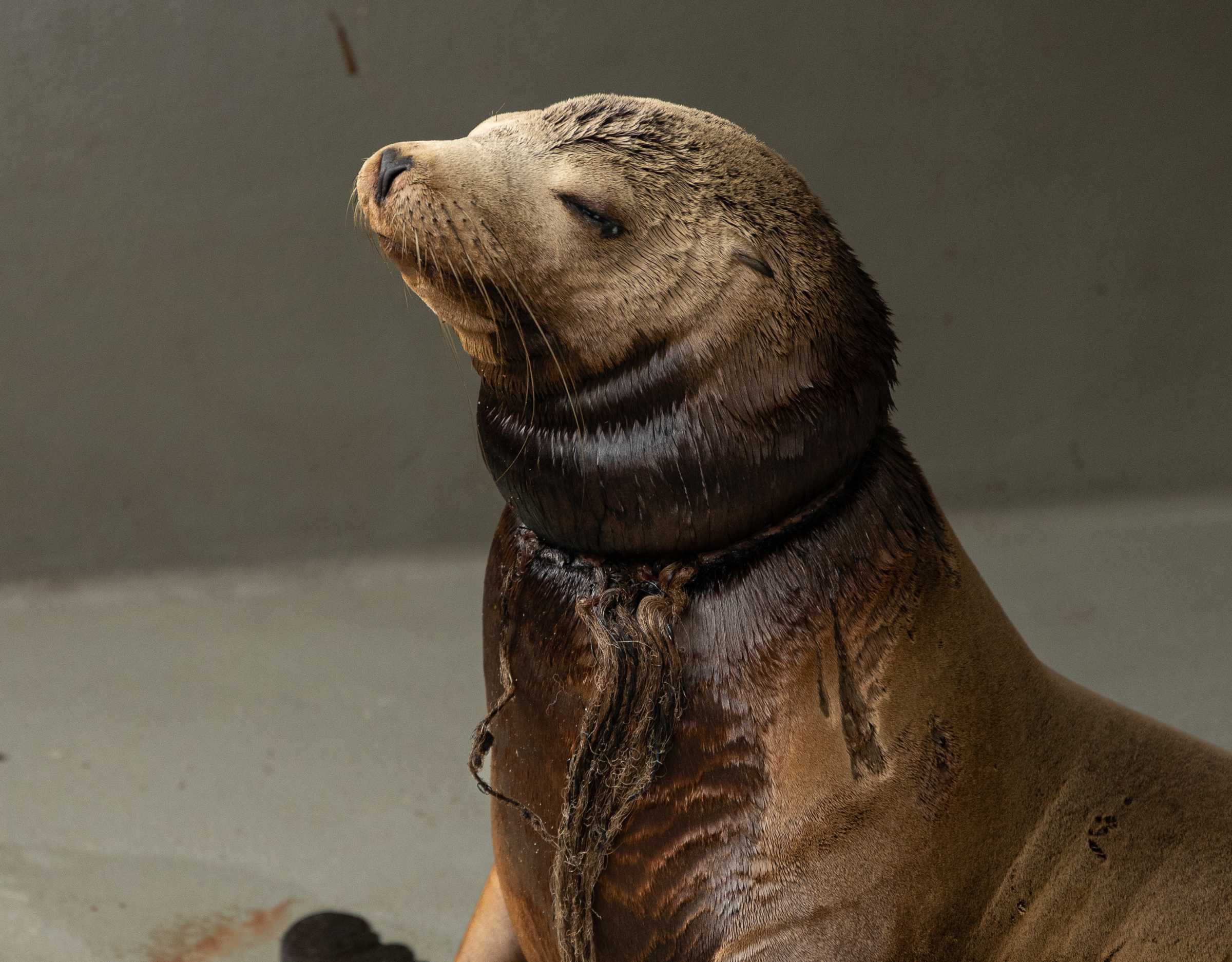 Pinger | The Marine Mammal Center
